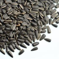 China wholesale Dried Sunflower Seeds Factory Direct raw Wholesale T6 Sunflower Seeds for sale
