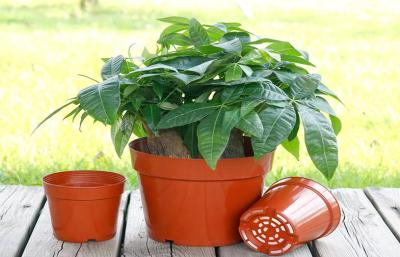China Plastic PP Desktop Horticultural Plant Pots for Succulents Nursery Home Garden 24 Sizes for sale