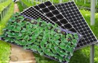 China 200 Cells Plug Seed Starting Plastic Germination Trays For Plant Propagation for sale
