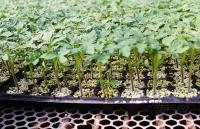 China Thermoforming 128 Cells Plastic Germination Trays Seed Starter for Greenhouse for sale