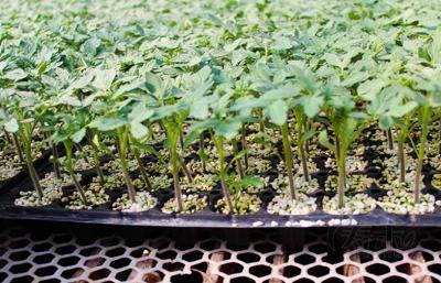 China Thermoforming 128 Cells Plastic Germination Trays Seed Starter for Greenhouse for sale