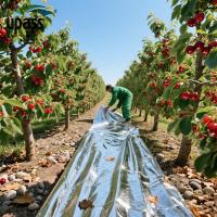 China Premium Agricultural Reflective Silver Blow Molding Plastic Mulch Film-Degradable Weeds Preventing for Cherry Trees for sale