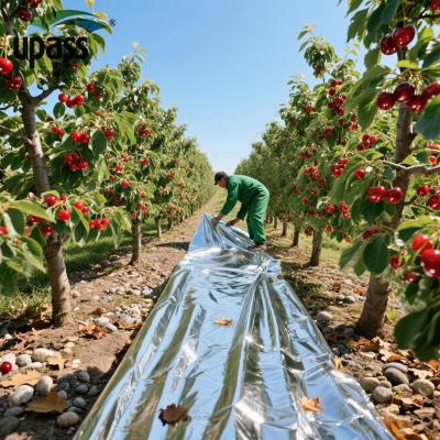 China Premium Agricultural Reflective Silver Blow Molding Plastic Mulch Film-Degradable Weeds Preventing for Cherry Trees for sale