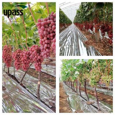 China Silver Aluminum Foil PE Agricultural Film Roll Reflective Mylar Garden Fruit Tree Cherries Ground Covering Plastic Product for sale