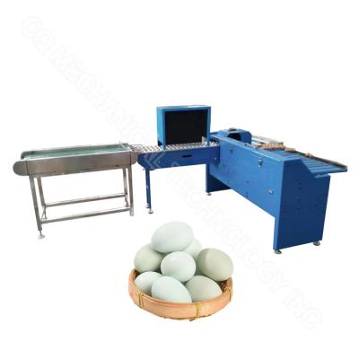 China 304 Stainless Steel Poultry Small Egg Grader Weight Classify Sorter Machine for sale