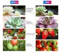 China 24v Grow Lights for Indoor Plants, Full Spectrum led Grow Light Plant Light for Indoor Plants with Red+Blue+Sunlike for sale
