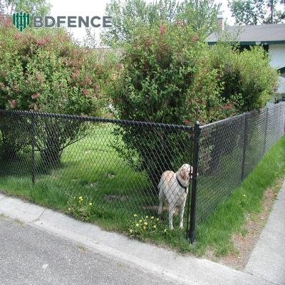 China Galvanized Chainlink Fence Roll 6ft 8ft Height with 50×50mm Diamond Mesh - PVC Coated Tennis Court Fencing for sale