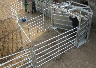 China Galvanized Square Tube Welded Livestock Fence Panels 2.1m-4m Length for Cattle for sale