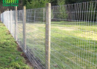 China Hot Dipped Galvanized Fixed Knot Livestock Fence Panel 0.8m Height 2.5mm Wire for sale