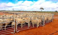 China Hot Dipped Galvanized Livestock Fence Panels 1.6m Welded Steel Cattle Panel for Farm for sale