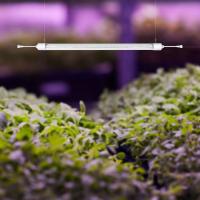 China Waterproof Led Grow Light Bar Grow Lamp Plant Light for Greenhouse Hydroponic Seed Tent Veg with Power Cord for sale