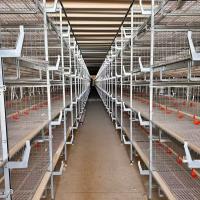 China Factory Direct Hot Dip Galvanized H Type Chicken Cage for Broilers for sale