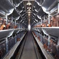 China H Type Automatic Broiler Chicken Cage with Efficient Feeding System for sale
