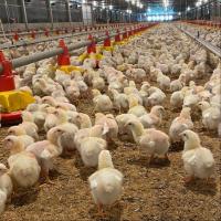 China Durable Poultry Farming Floor System for Broiler Chickens for sale