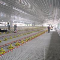 China High Quality Poultry Feeding and Drinking System for Broilers for sale