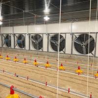 China Automatic Broiler Chicken Floor System for Poultry Business for sale