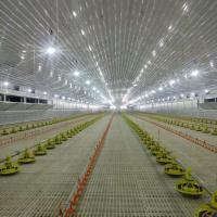 China Long Lasting Poultry Floor System with Automatic Feeders for Broilers for sale