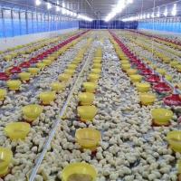 China Long Lasting Poultry Floor System with Automatic Feeders for Broilers for sale