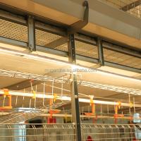 China Professional Manufacturer Automated Battery Broiler Chicken Cage System for Chicken Breeding for sale