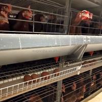 China Fully Automatic H Type Chicken Layer Cage Layers Poultry Farming Chicken Battery Cages Poultry Farm for Farm for sale