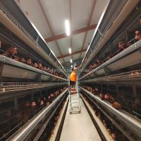 China Automation Egg Layer Farming Chicken Cage for Poultry Farm Chicken House for sale