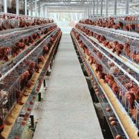 China Hot Dip Galvanize Steel Automatic a Type Layer Poultry Farm Battery Chicken Cage for Chicken for sale