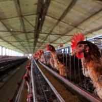China Hot Dip Galvanize Steel Automatic a Type Layer Poultry Farm Battery Chicken Cage for Chicken for sale