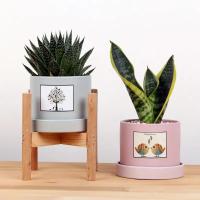 China Ceramic Cylinder Plant Pot with Tray 12x12x14 cm Matte White Black Grey Modern Succulent Planter for sale
