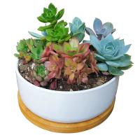 China 6.2 Inch Modern Ceramic Flower Pot for Succulent Cactus with Drainage Bamboo Tray 16x5.5 cm for sale