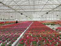 China Multi Span Aluminum Tunnel Greenhouse for Flowers Vegetables Plant for sale