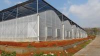 China High Efficiency Agricultural Multi Span Greenhouse 200micro PE Film Covered for sale