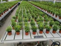 China Grow Table Flood Tray Rolling Ebb And Flow Bench For Flower Greenhouse Seedling for sale