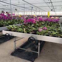 China Ebb And Flood Hydroponic Movable Table Rolling Bench For Growing Plants In Greenhouse for sale