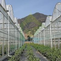 China Agricultural Multi-span Polytunnel UV Plastic Film Greenhouse Kit With Shade Net for sale