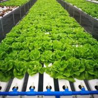China Commercial Soilless Culture Hydroponics NFT PVC Pipe Tube System For Lettuce for sale