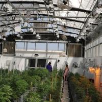 China Commercial Multi-span Polytunnel Light Deprivation Greenhouse With Shade Net for sale