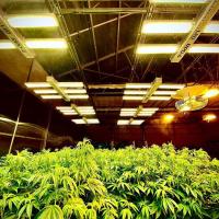 China Large Tunnel Blackout Polyhouse Light Deprivation Agricultural Greenhouse for sale
