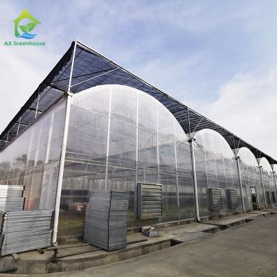China Plant Cultivation With Plastic Film Covered Multi Span Greenhouse And Irrigation System for sale