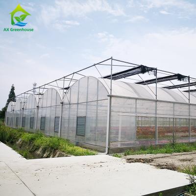 China Plastic Film Agricultural High Quality Galvanized Pipe Multi-span Greenhouse for sale
