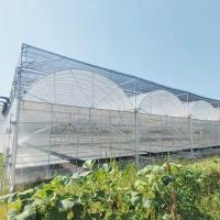 China Plastic Film Agricultural High Quality Galvanized Pipe Multi-span Greenhouse for sale