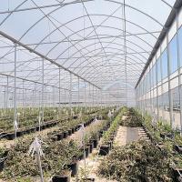 China Plastic Poly Tunnel Agricultural Multi-span Blueberry Customized Greenhouse for sale