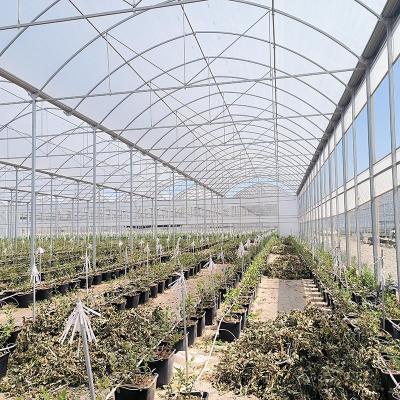 China Plastic Poly Tunnel Agricultural Multi-span Blueberry Customized Greenhouse for sale
