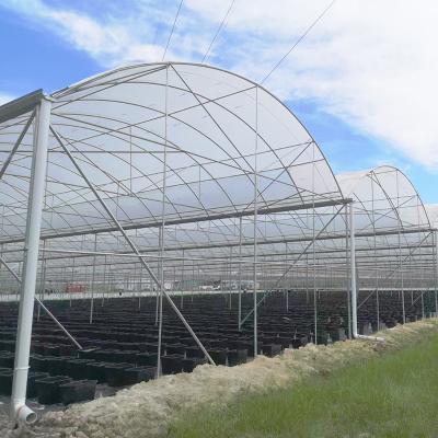 China 30*10m Poly Tunnel Galvanized Frame Multi-span Agricultural Greenhouse For Tomato for sale