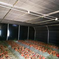 China Glass Covered Customizable Light Dep Greenhouse with Retractable Shading System and Customization Option for sale
