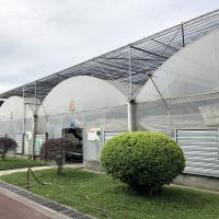 China Stable Structure Industrial Plastic PE Film Multi-span Agricultural Flower House Poly Tunnel Greenhouse for sale