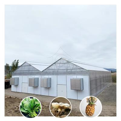China Automatic Agricultural Blackout Polycarbonate Light Deprivation Greenhouse for sale