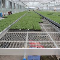 China Space Saving Easy Installation Commercial Greenhouse Wire Mesh Tables Greenhouse Rolling Bench for sale