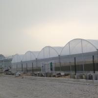 China Commercial Polytunnel Multi-Span Greenhouse Modular Design Large-Scale Cultivation Galvanized Steel UV Film for sale