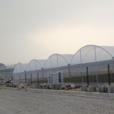China Commercial Polytunnel Multi-Span Greenhouse Modular Design Large-Scale Cultivation Galvanized Steel UV Film for sale