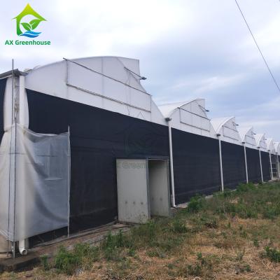China Multi-Span Light Deprivation Greenhouse with Hot-Dip Galvanized Steel Frame and Blackout Sidewall System in Customizable Dimensions for sale
